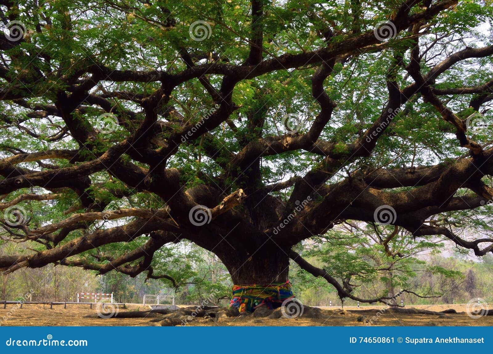 Big tree stock image. Image of faith, tree, monkey, thailand - 74650861