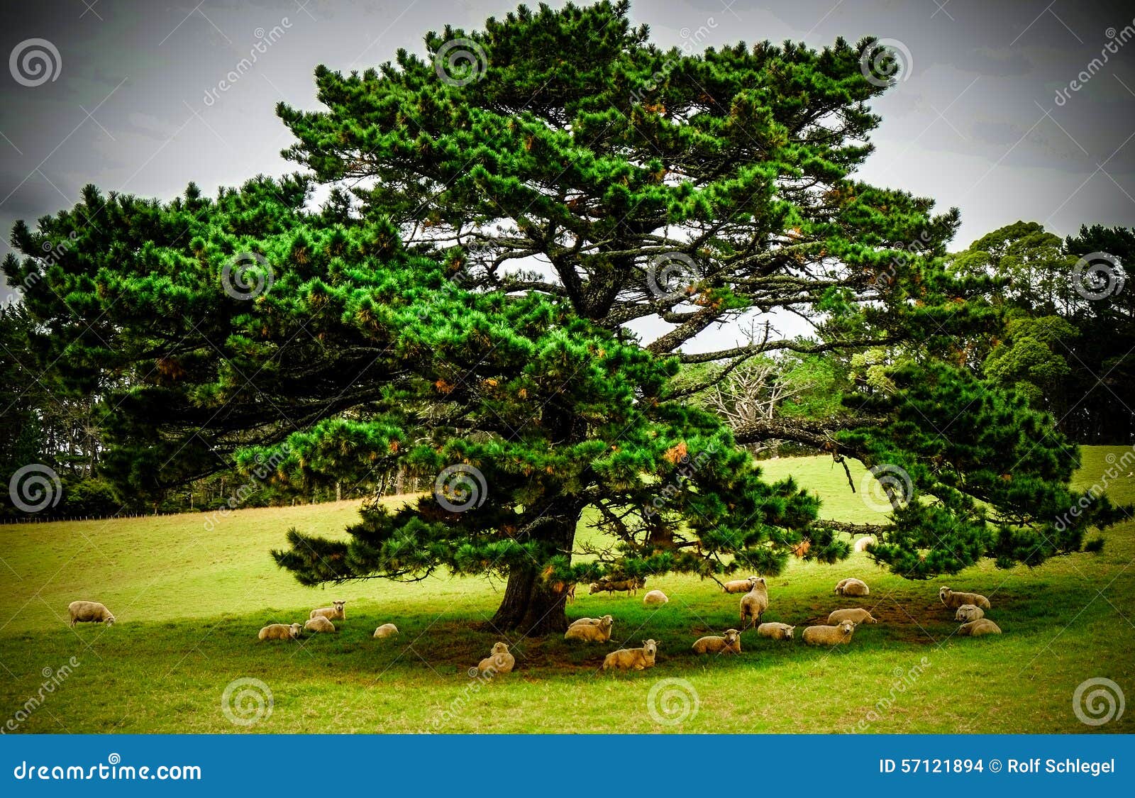 Big Tree Giving Shade To a Herd of Sheeps Stock Photo - Image of shade ...