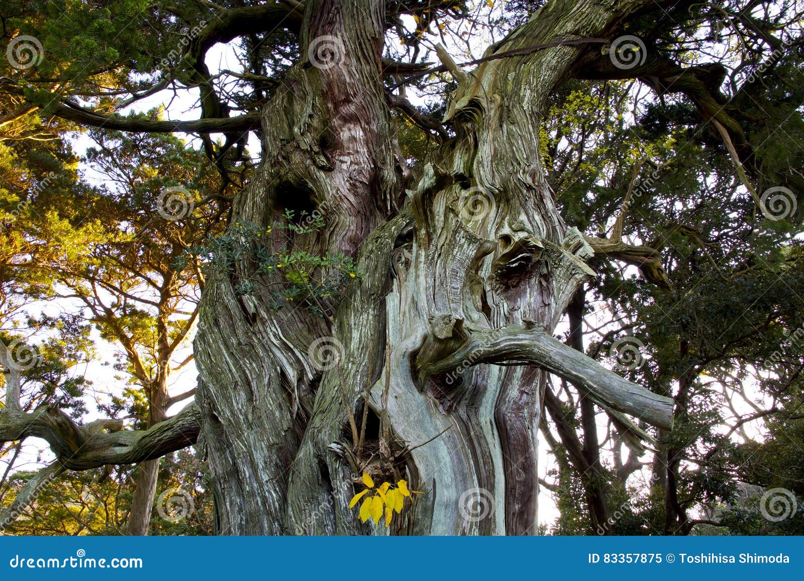 Big tree of a god in Japan stock image. Image of oosezaki - 83357875
