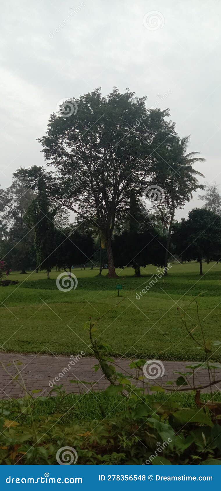 Big tree stock photo. Image of golf, treee, green, tree - 278356548