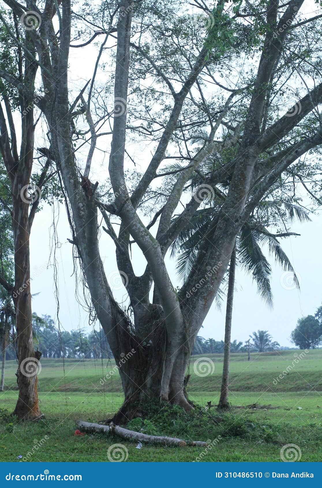 Big Tree on the Golf Course Stock Photo - Image of parks, leaf: 310486510