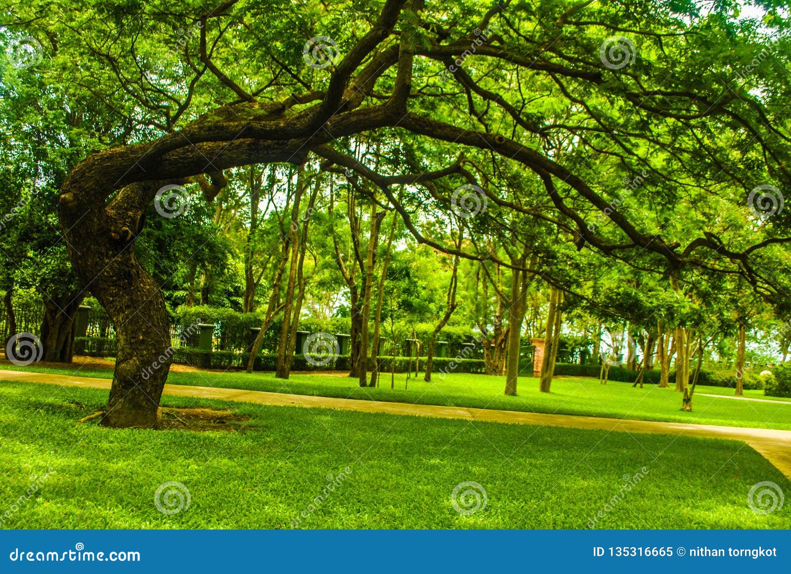 Big Tree stock image. Image of tree, field, green, grass - 135316665