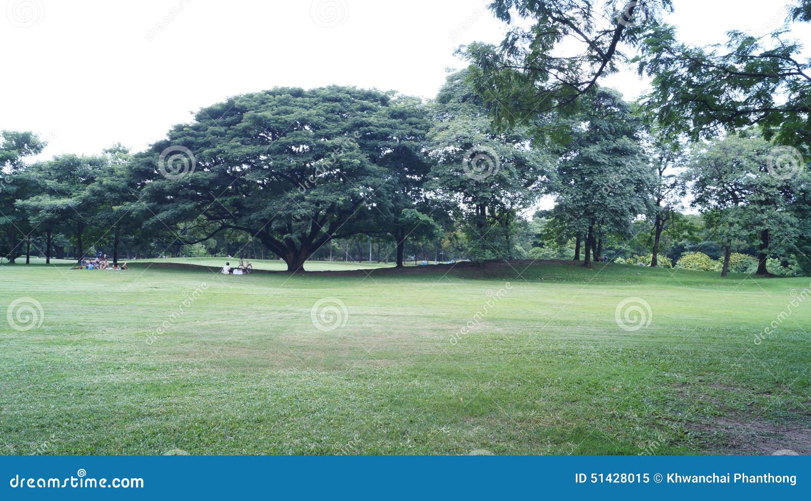 Big Tree and Grass in Garden Stock Image - Image of landscape, blue ...