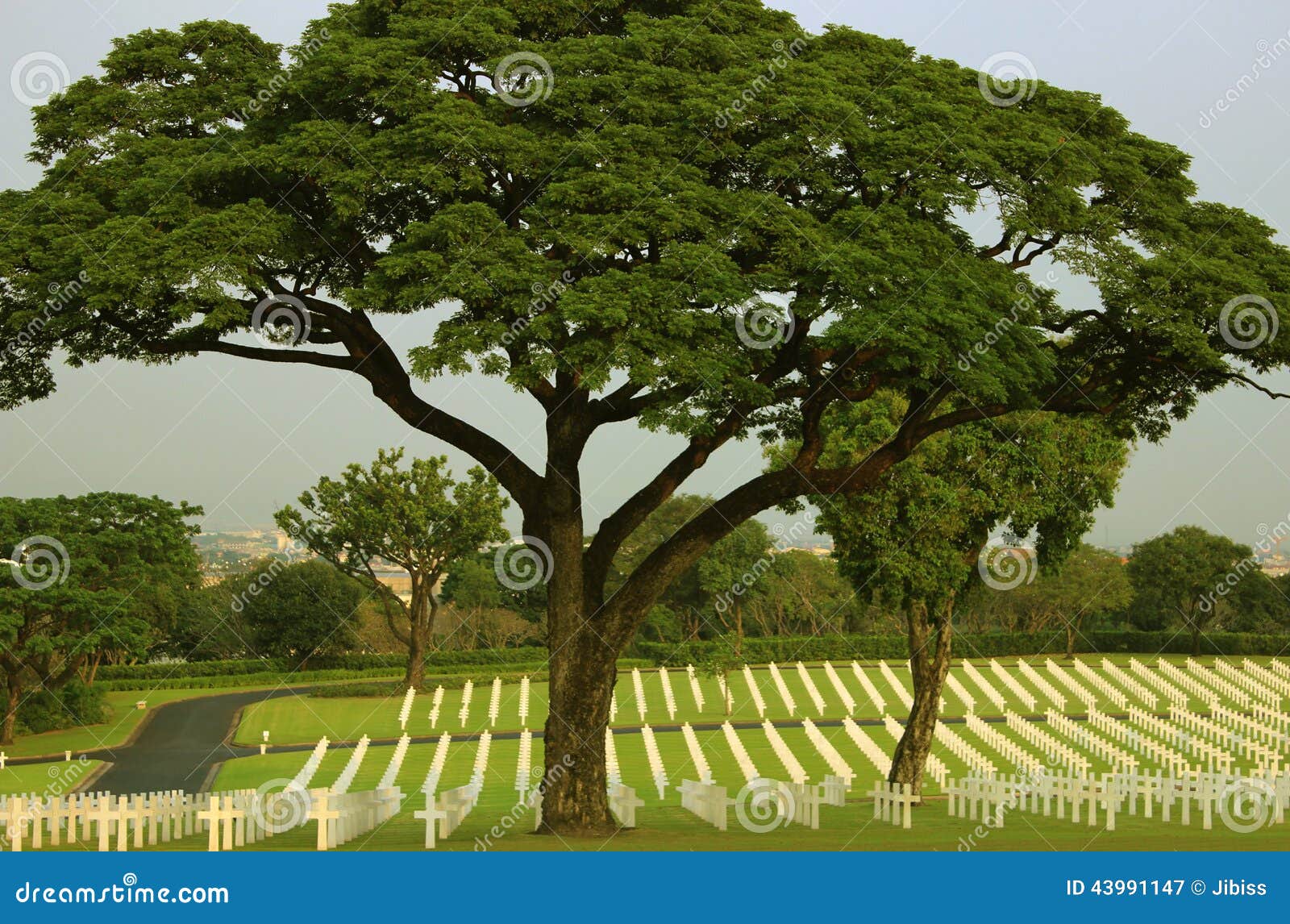 Big tree in grave stock image. Image of christ, burial - 43991147