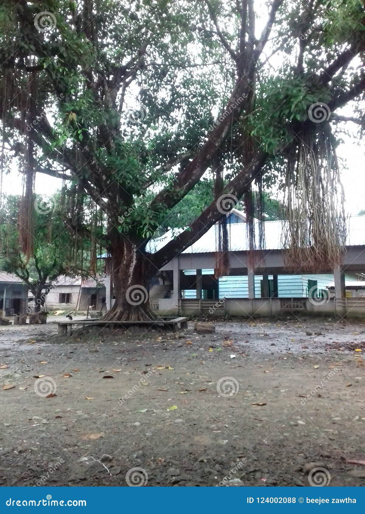 Big tree stock photo. Image of great, tree, green, nature - 124002088