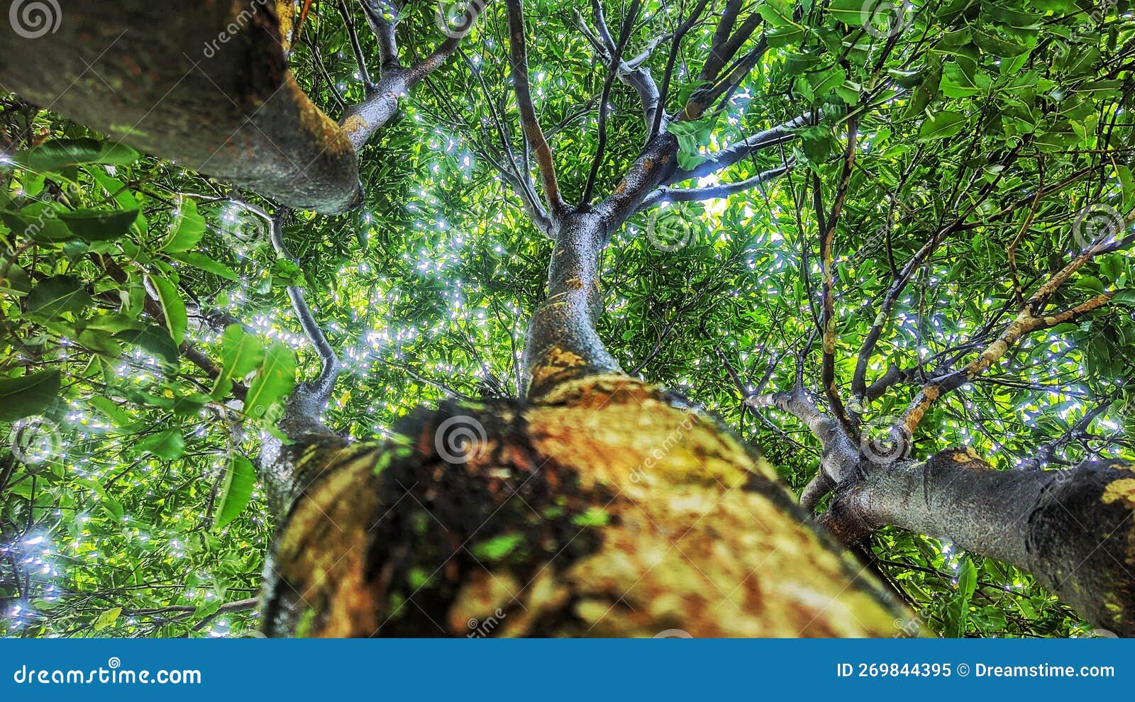 A Big Tree with Green Branches and Leaves Stock Image - Image of leaves ...