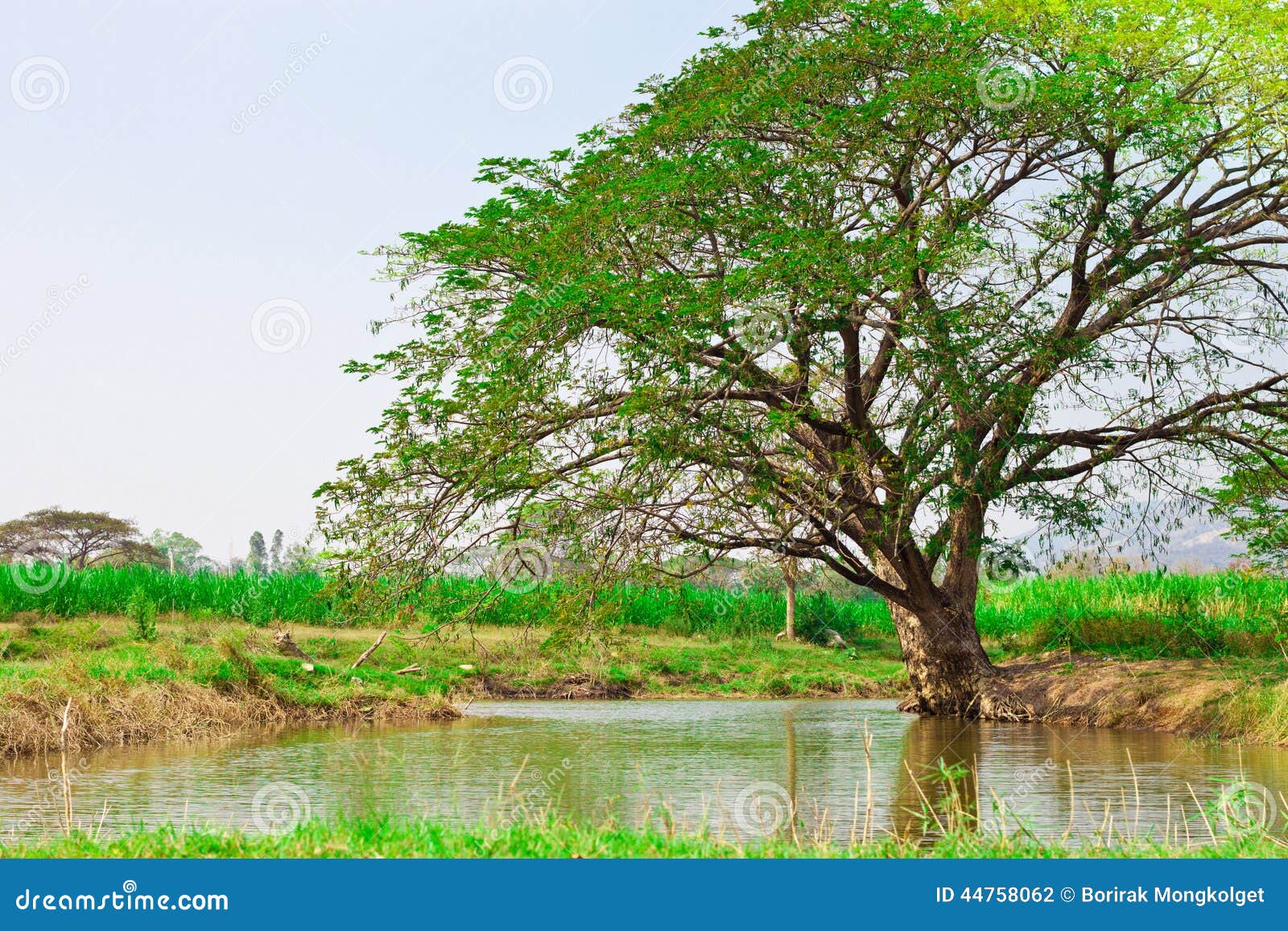 Big Tree in the Green Field Near Pond Stock Photo - Image of park, tree ...