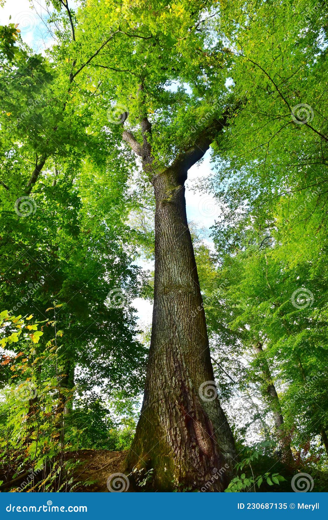 Big tree green forest stock image. Image of leaf, park - 230687135