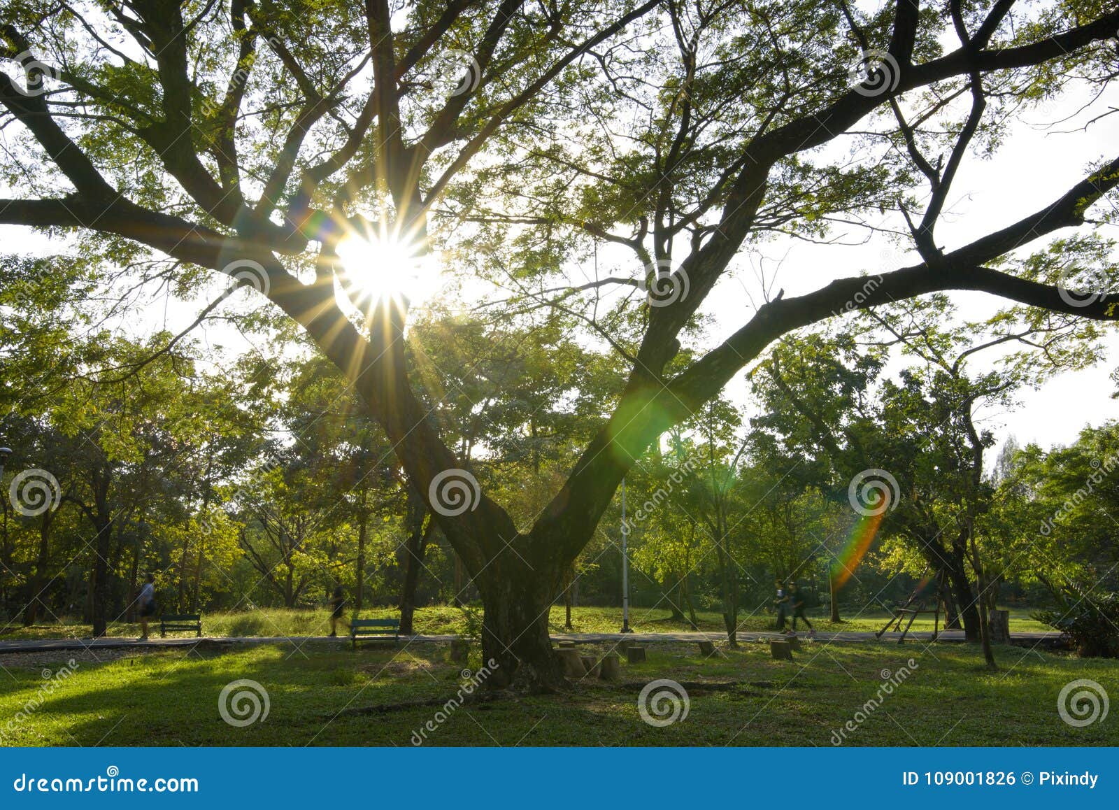 Big Tree in the Green Garden in the Evening Stock Photo - Image of wood ...
