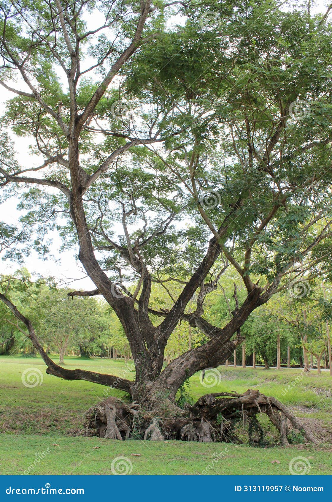 Big tree in green grass stock image. Image of tall, large - 313119957