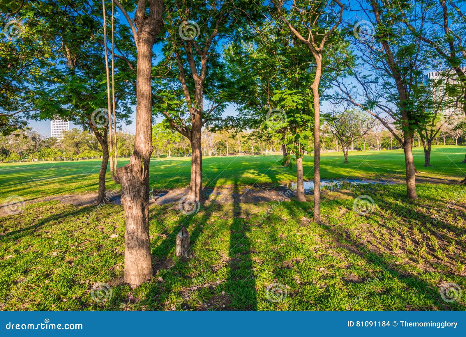 Big Tree Green Grass in the Park Stock Photo - Image of landscaping ...