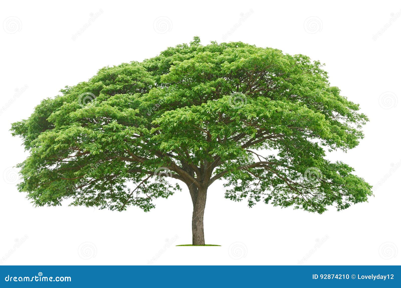 Big Tree and Green Leaf Isolate on White Stock Photo - Image of plants ...