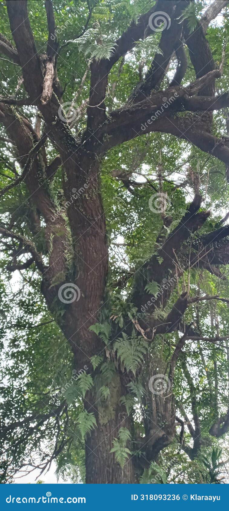 Big Tree with Green Leaf and Strong Stem Stock Photo - Image of stem ...