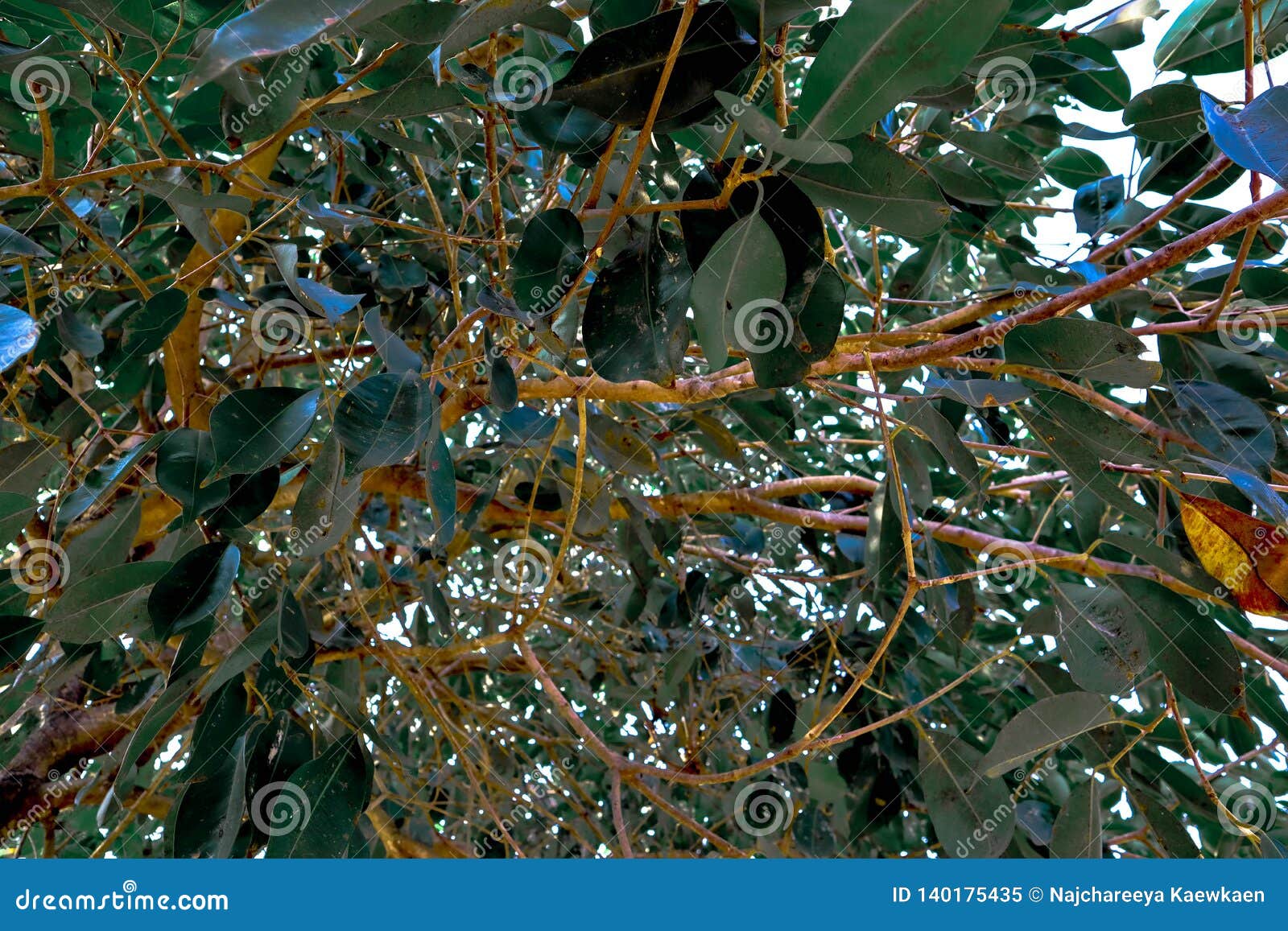 Big tree and green leaves stock image. Image of foliage - 140175435