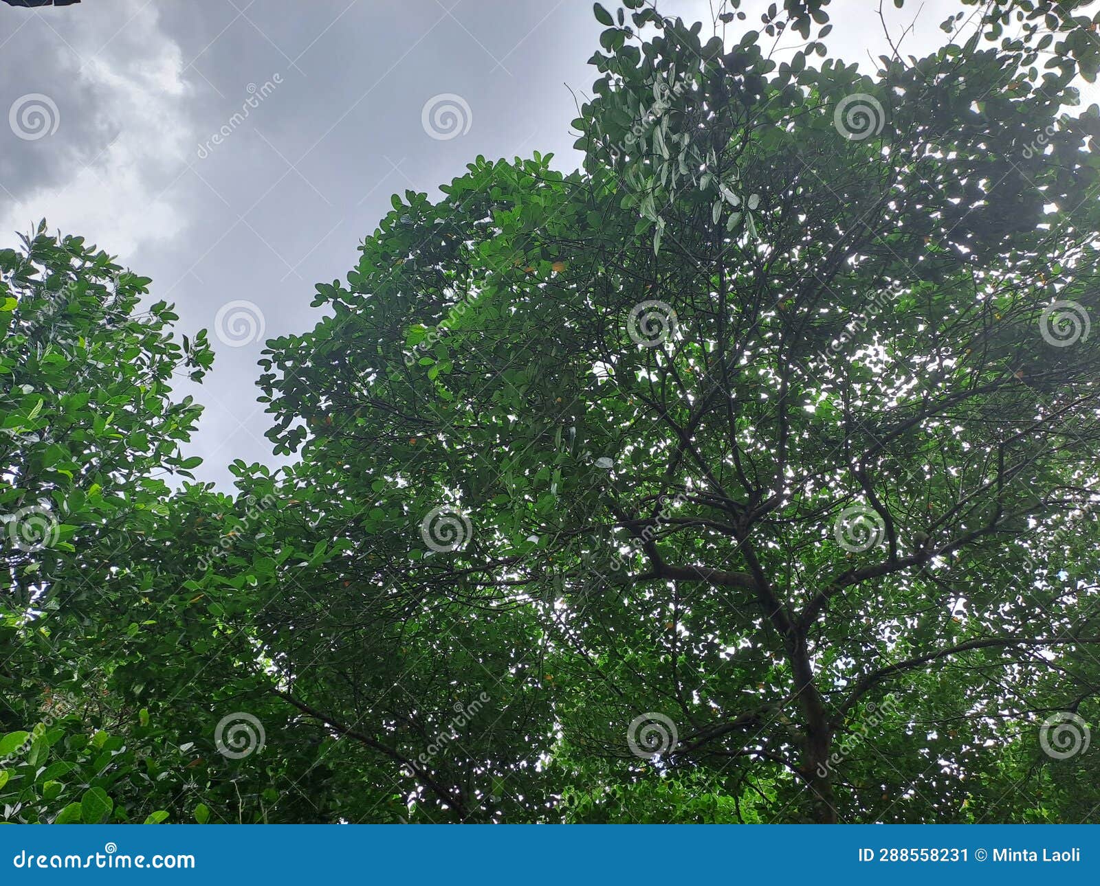 Big Tree with Green Leaves Against a Blue Sky Background Stock Image ...