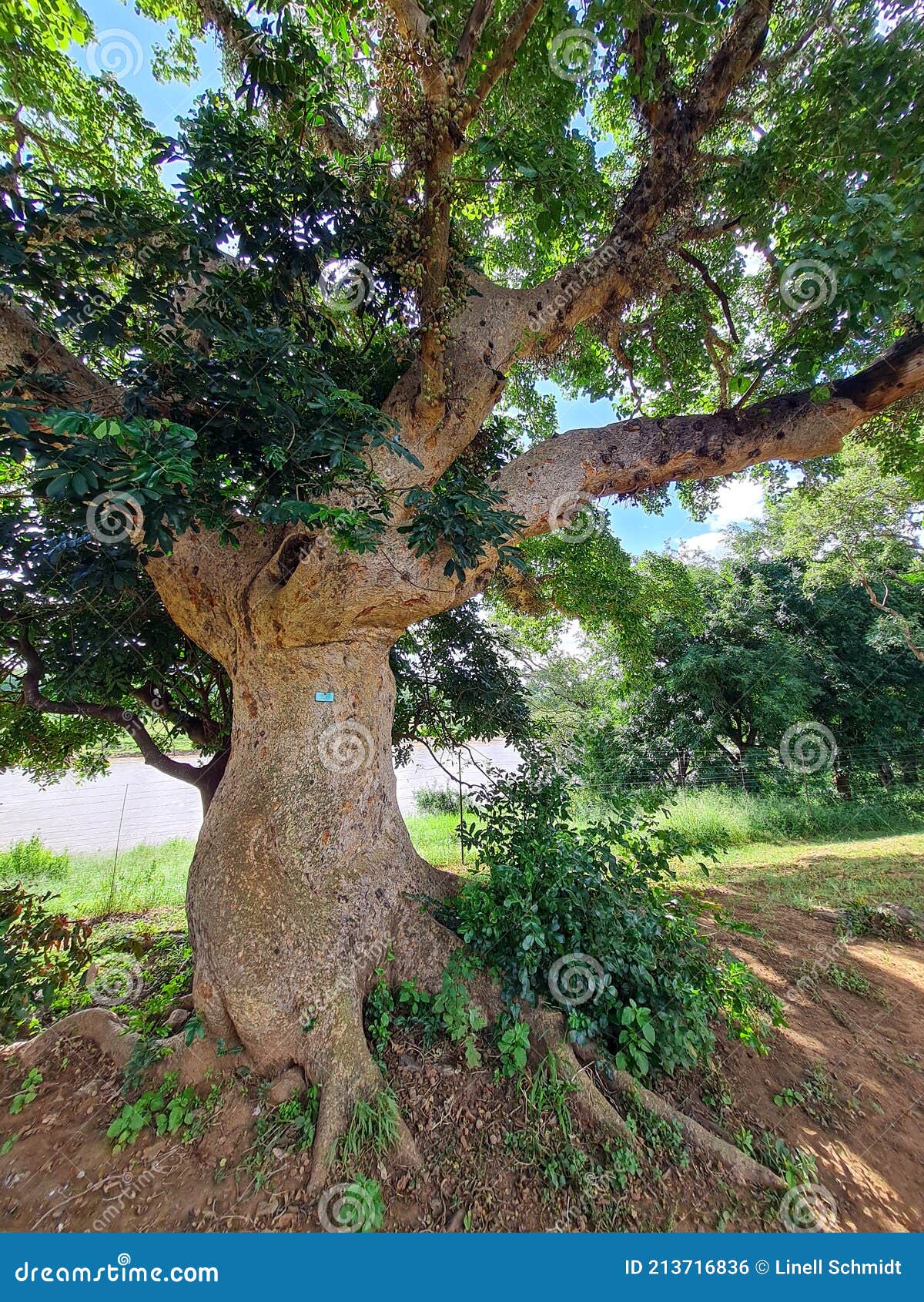 Big tree with green leaves stock photo. Image of autumn - 213716836