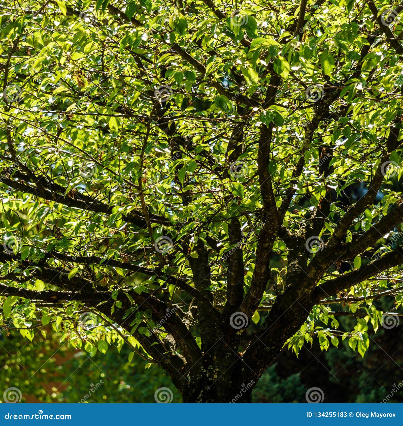 Big Wide Tree Reach Stock Photos - Download 13 Images