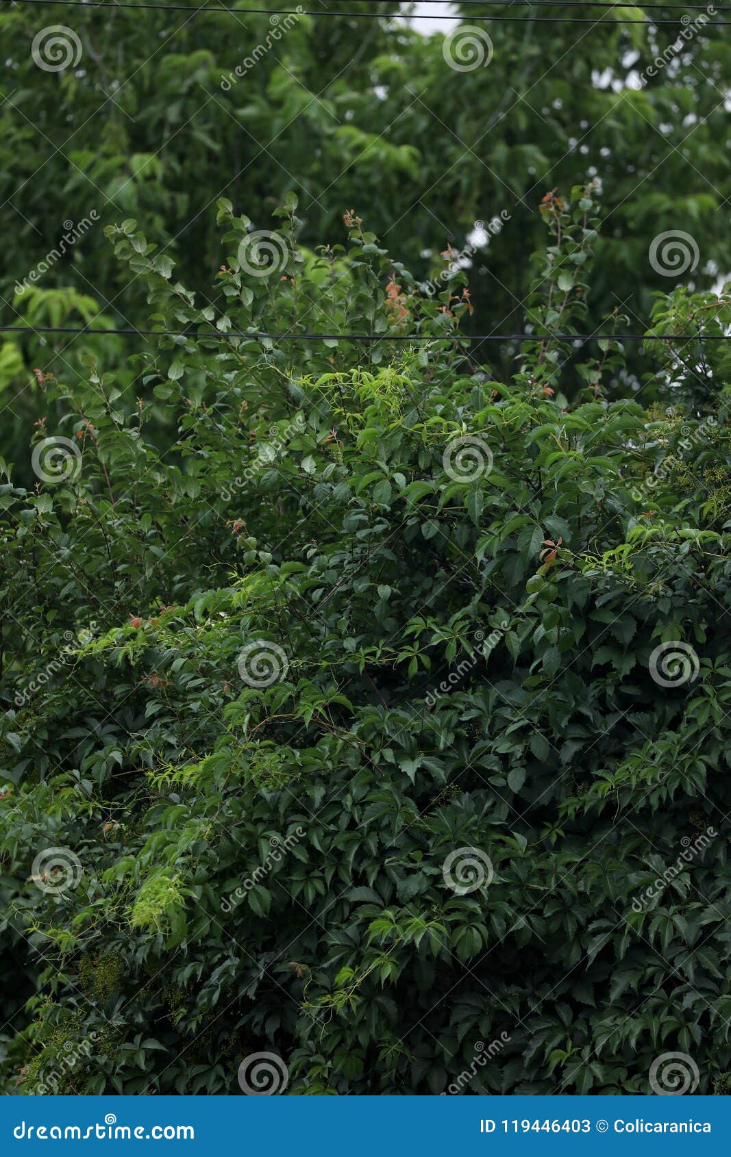 Big tree with green leaves stock image. Image of leaf - 119446403