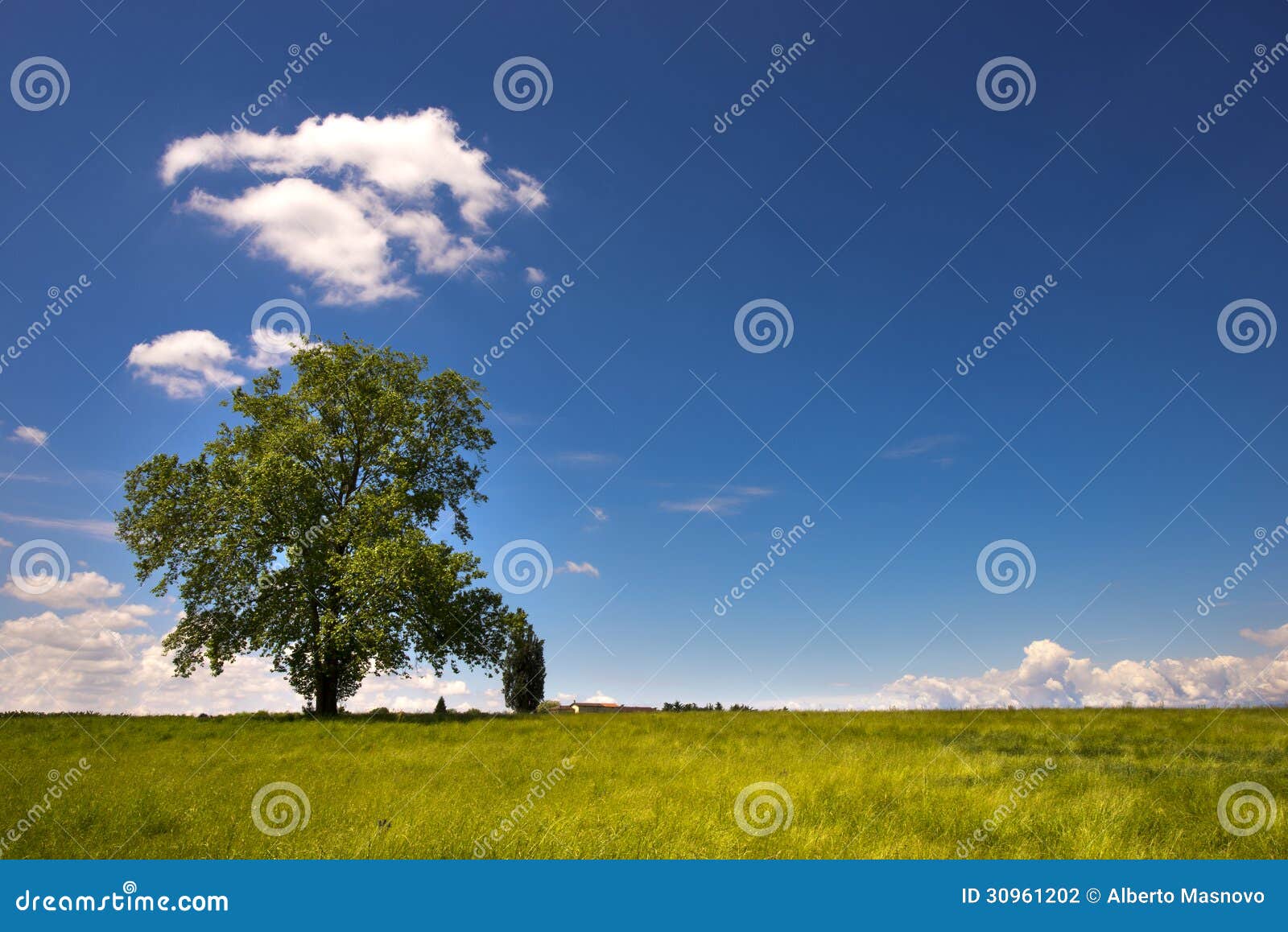 Big Tree on Green Meadow stock photo. Image of land, pasture - 30961202