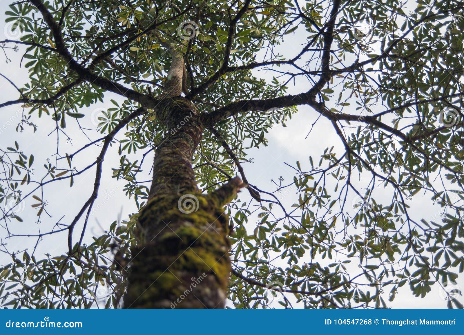Big tree with green mos stock photo. Image of forest - 104547268