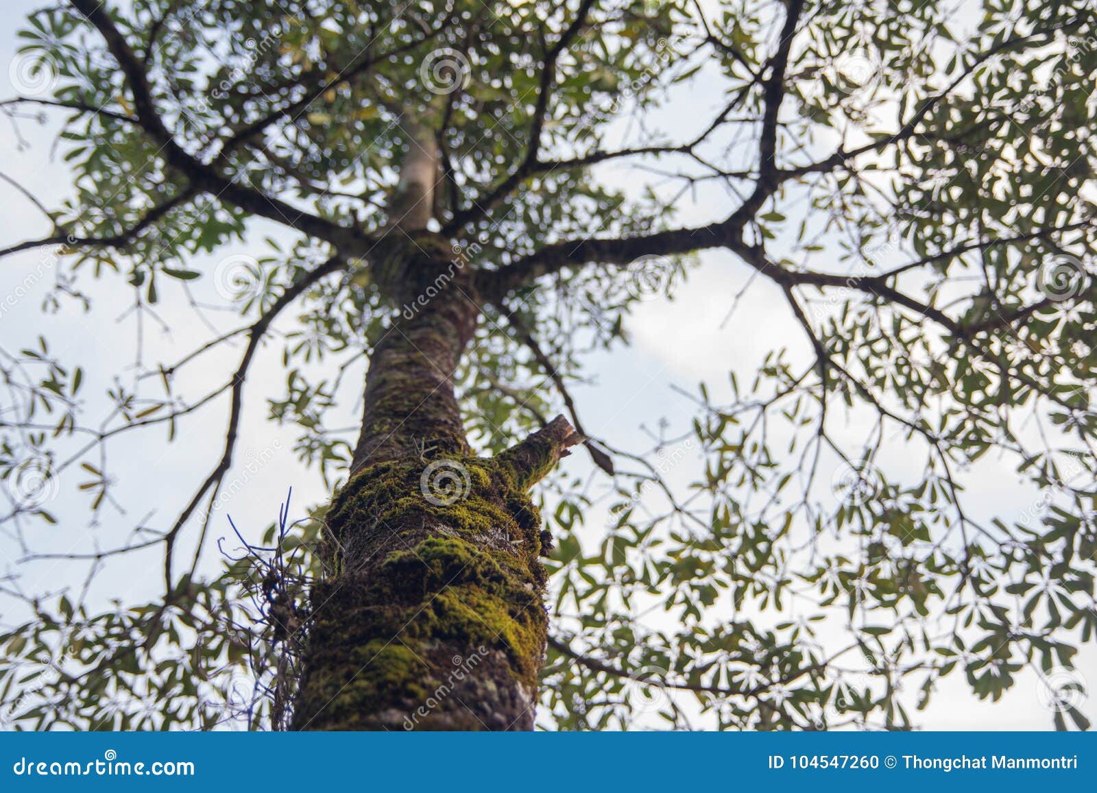 Big tree with green mos stock photo. Image of macro - 104547260