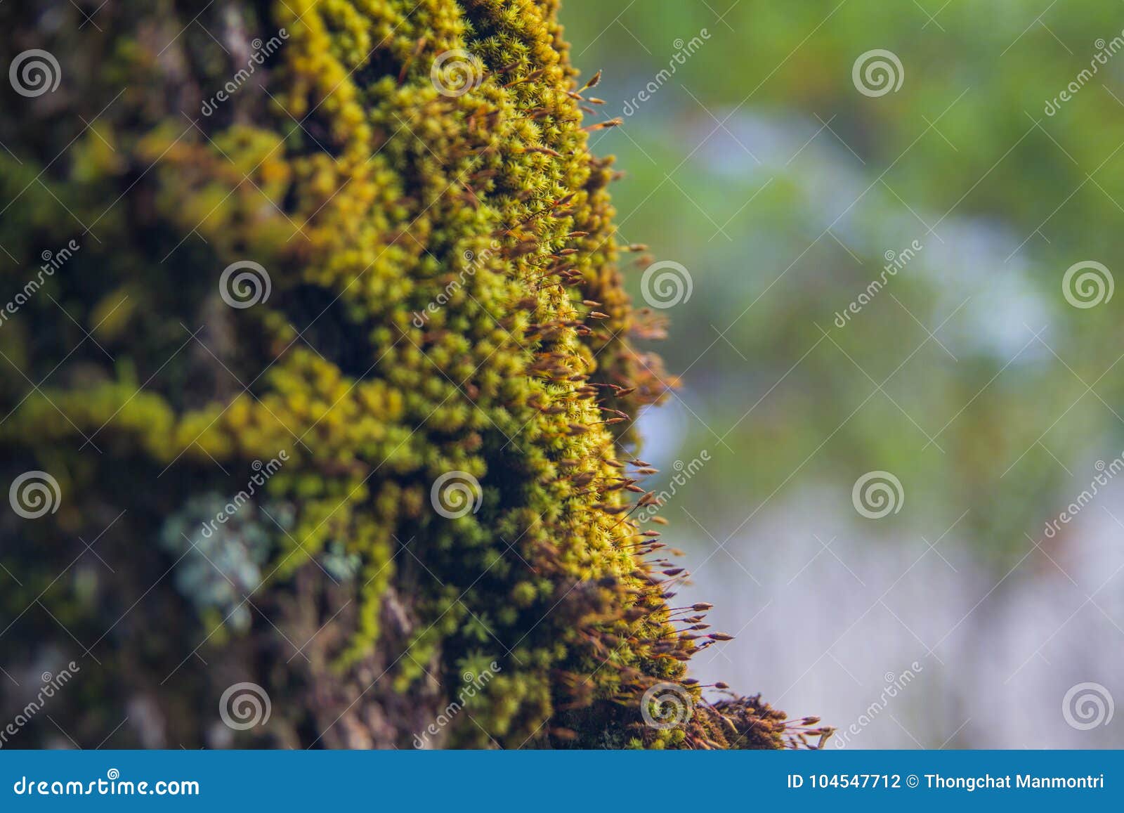 Big tree with green mos stock photo. Image of forest - 104547712