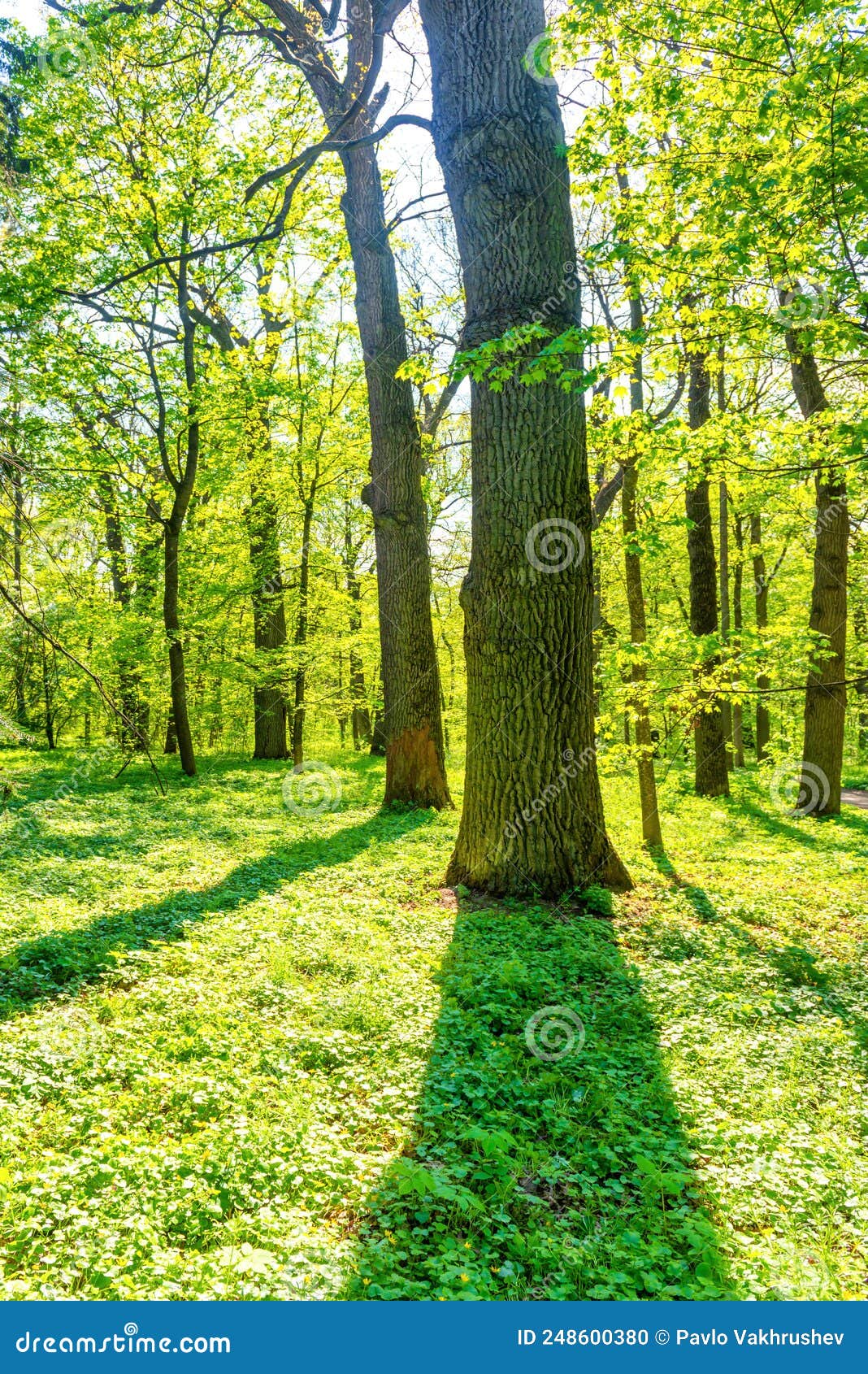 Big Tree in Green Spring Forest Stock Photo - Image of sunny, park ...