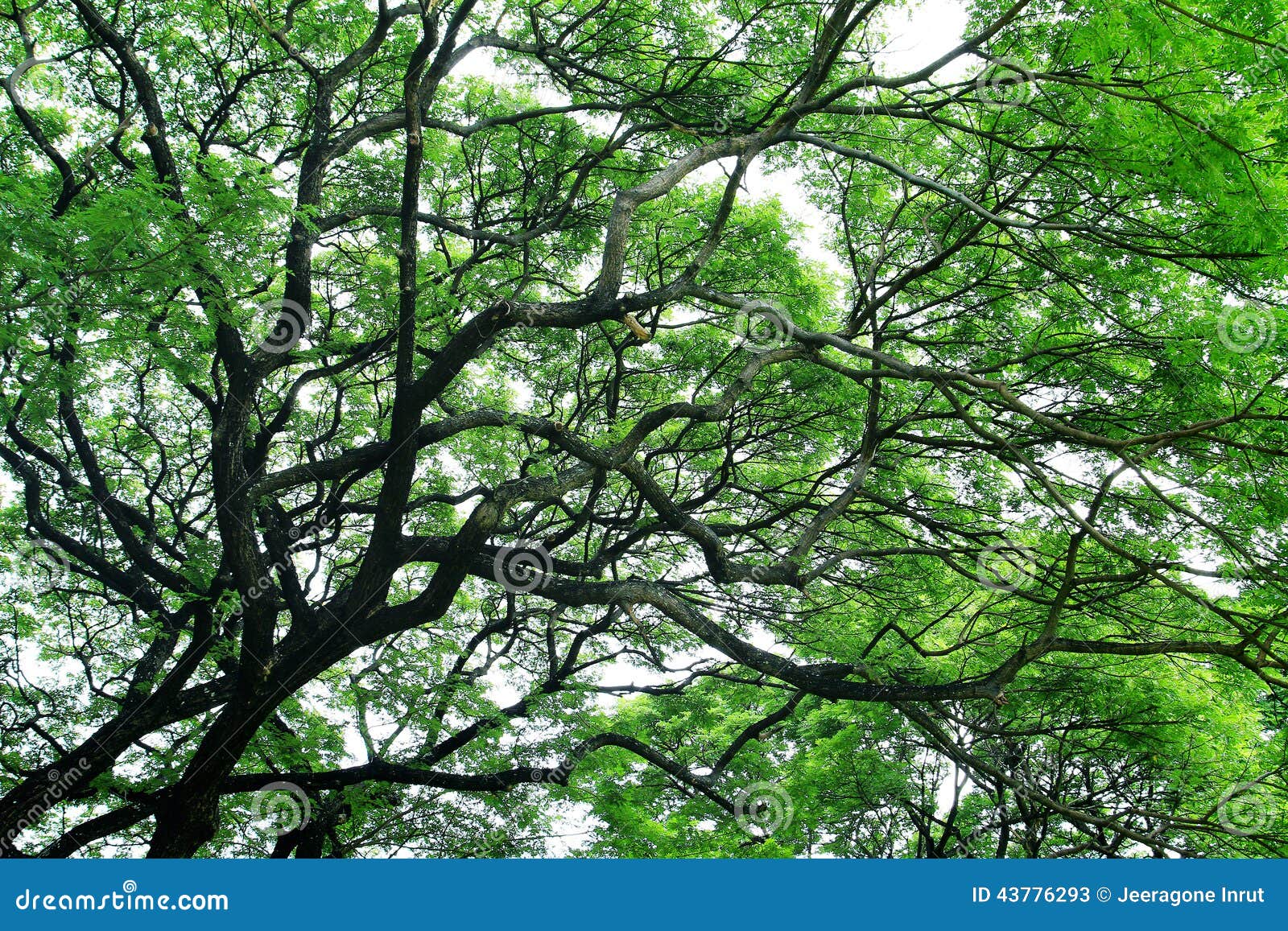 Big tree stock image. Image of leaf, foliage, environment - 43776293