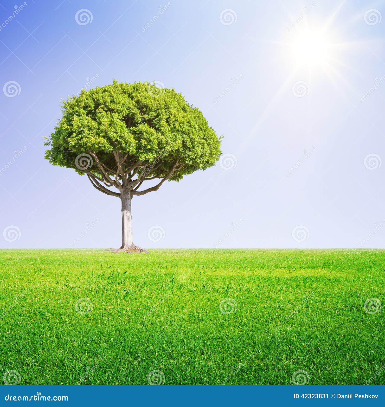 Big tree stock image. Image of earth, fresh, growth, countryside - 42323831