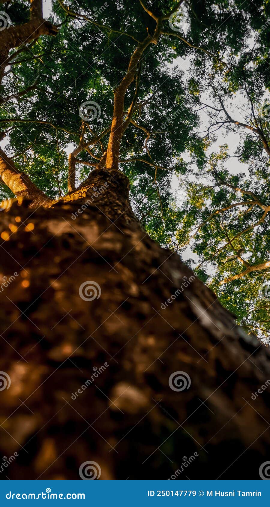 A Tree Grew Through The Fence Royalty-Free Stock Photography ...