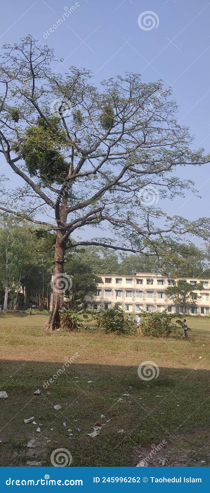 Big tree and ground stock photo. Image of plant, shrub - 245996262