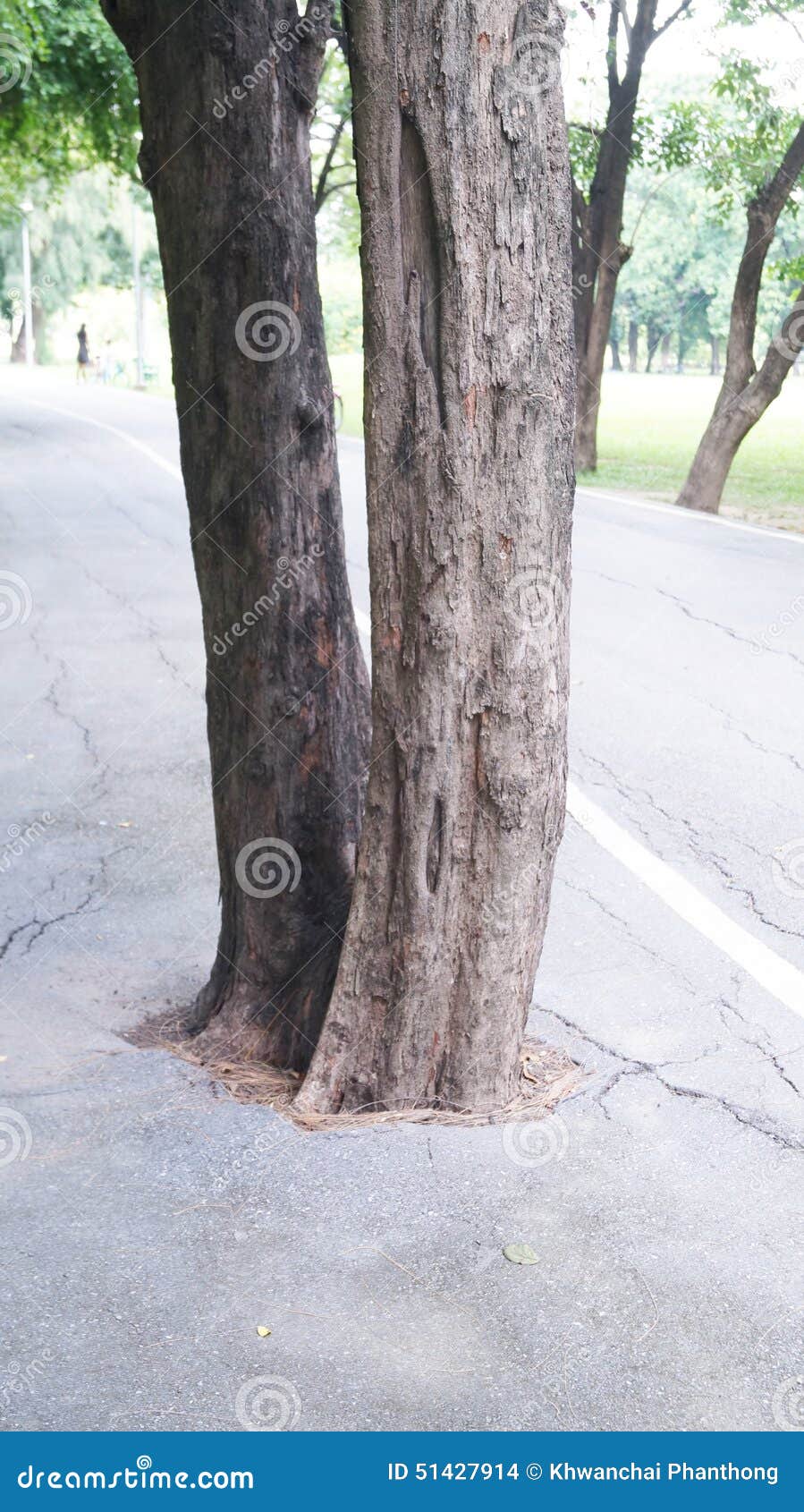 Big tree grow on road stock photo. Image of road, tree - 51427914