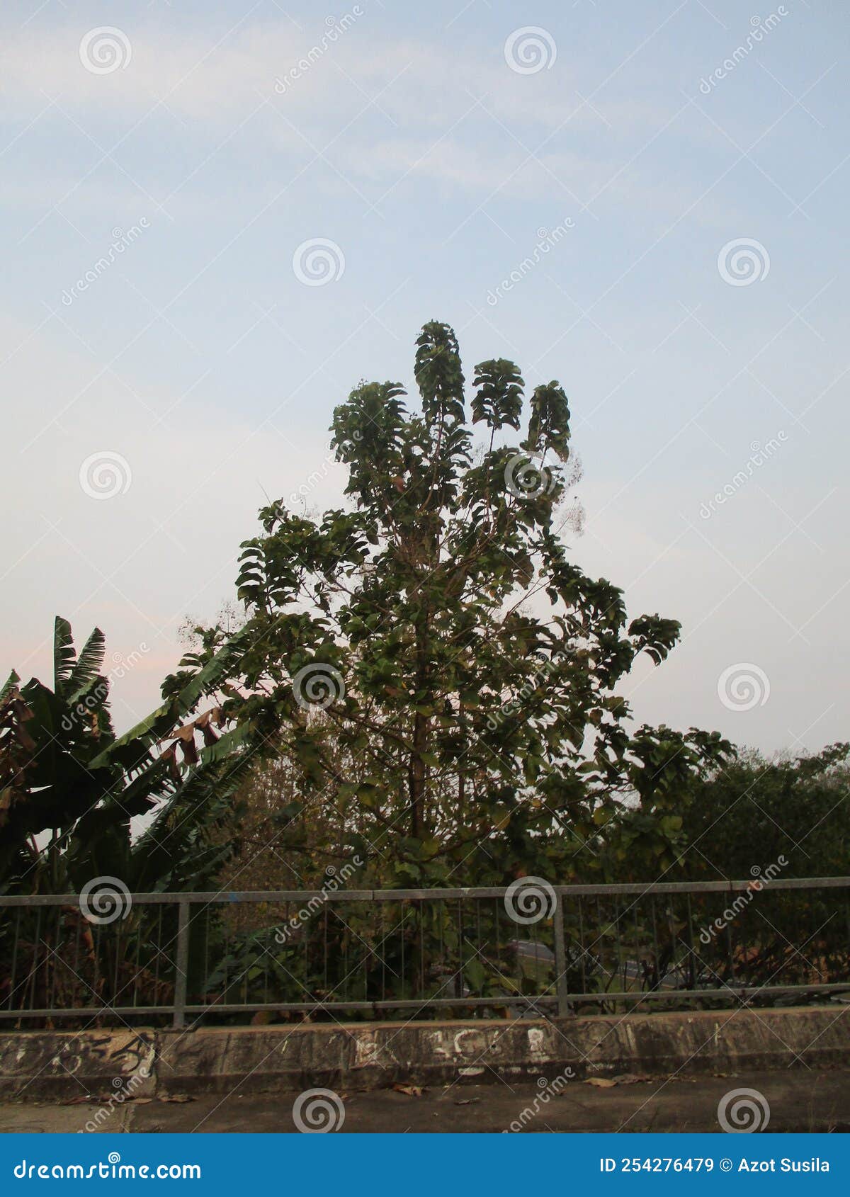 Big tree stock image. Image of morning, grass, plant - 254276479