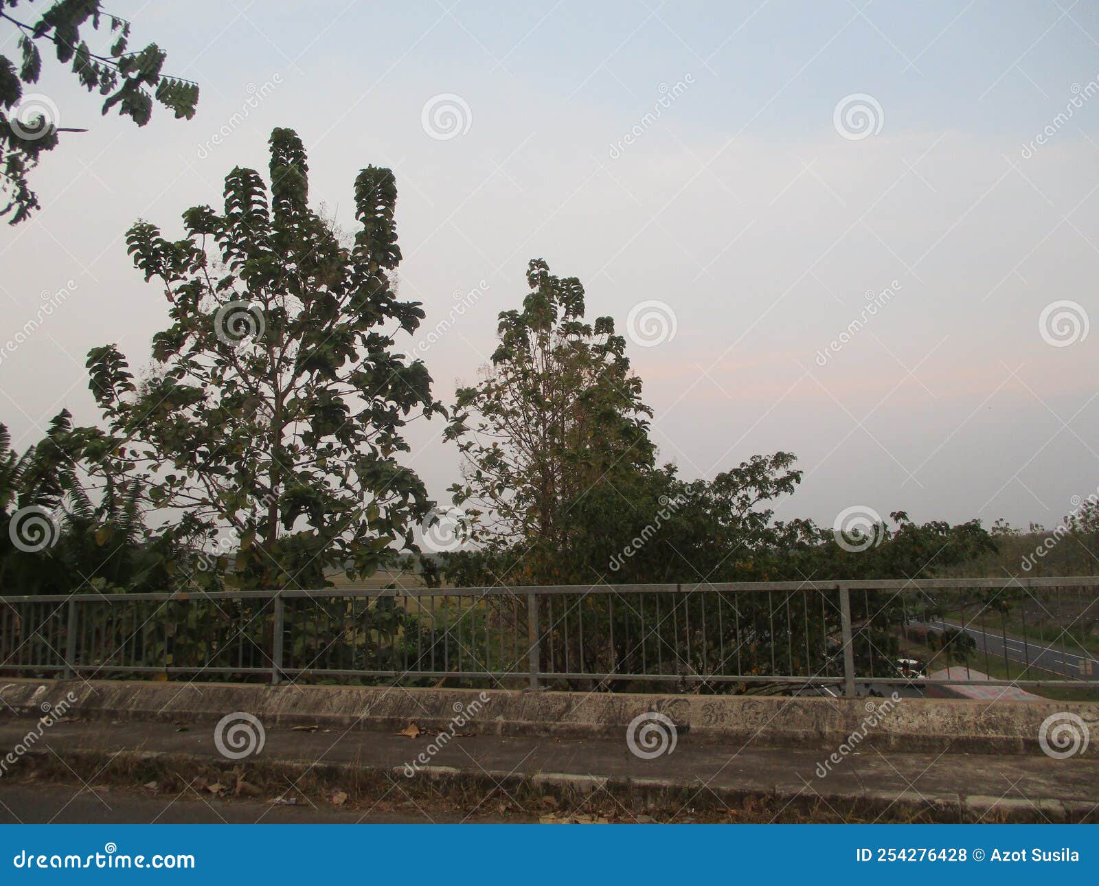 A Big Tree Growing on the Edge of the Highway Stock Photo - Image of ...