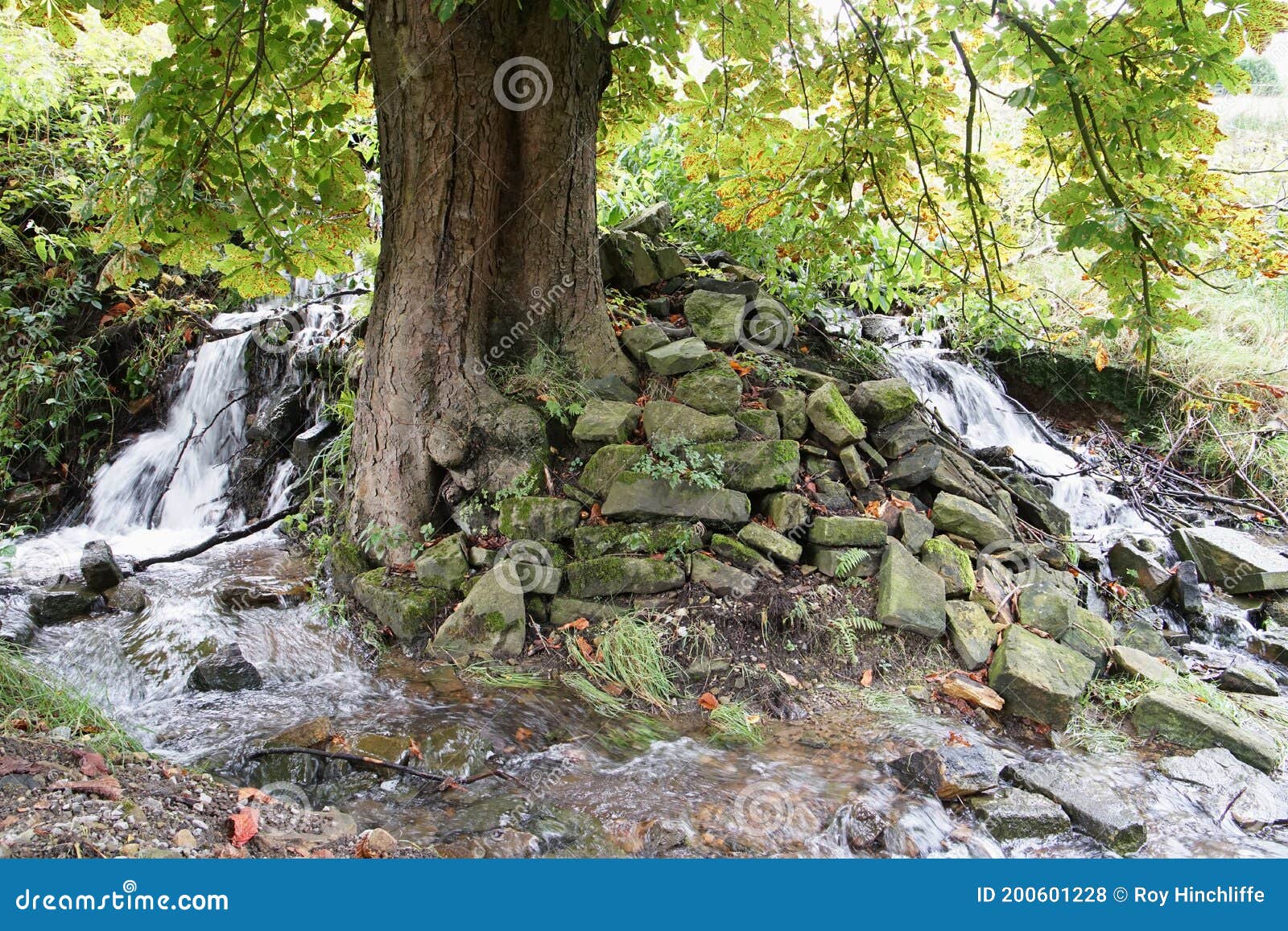 Tree in Wall with Water Each Side Stock Photo - Image of growing, cloud ...