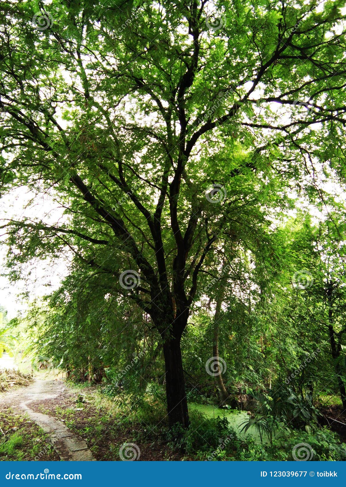 Big tree in garden stock image. Image of greenland, trunk - 123039677