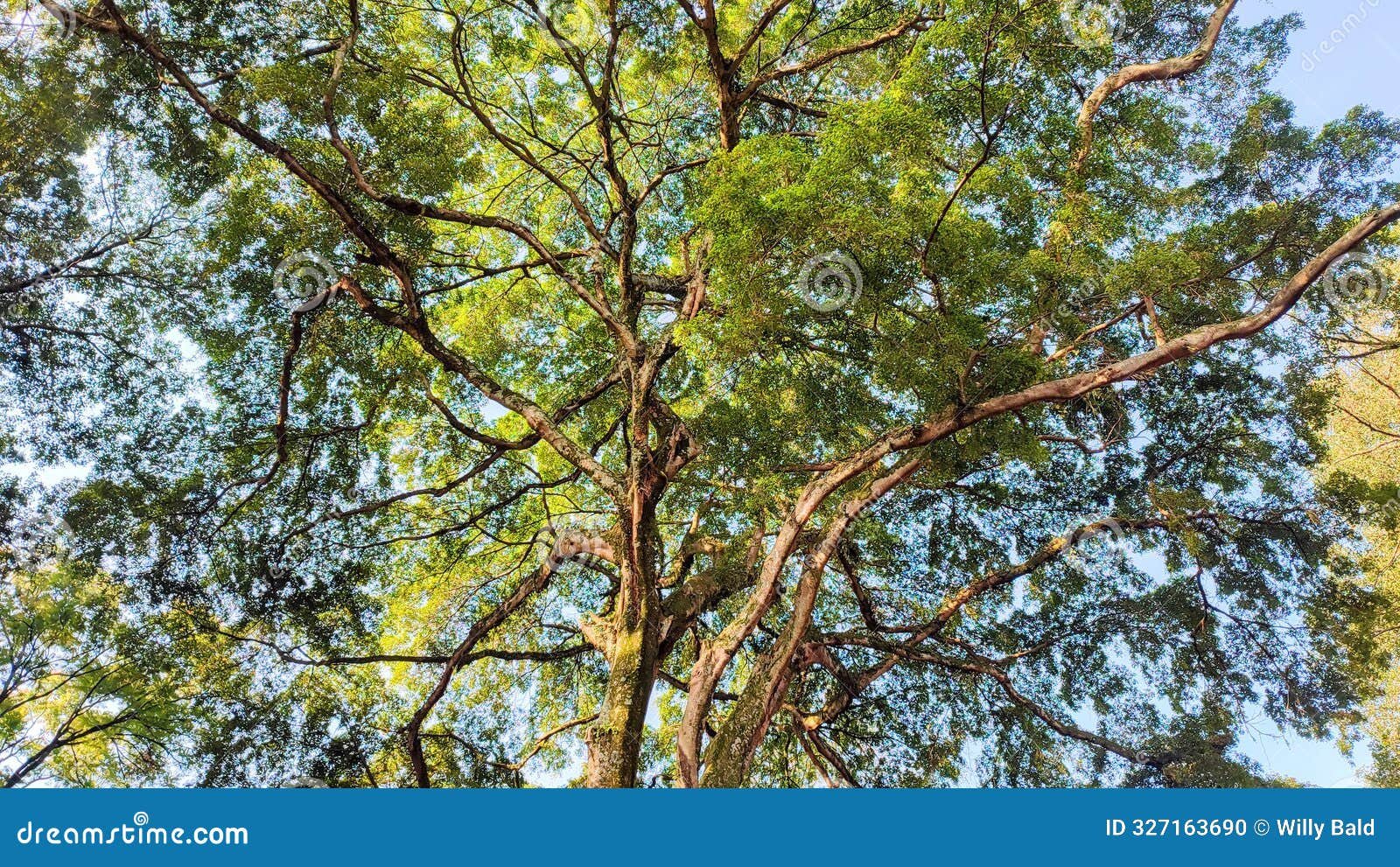 Big Tree Growing in Nature for Background Stock Photo - Image of ...