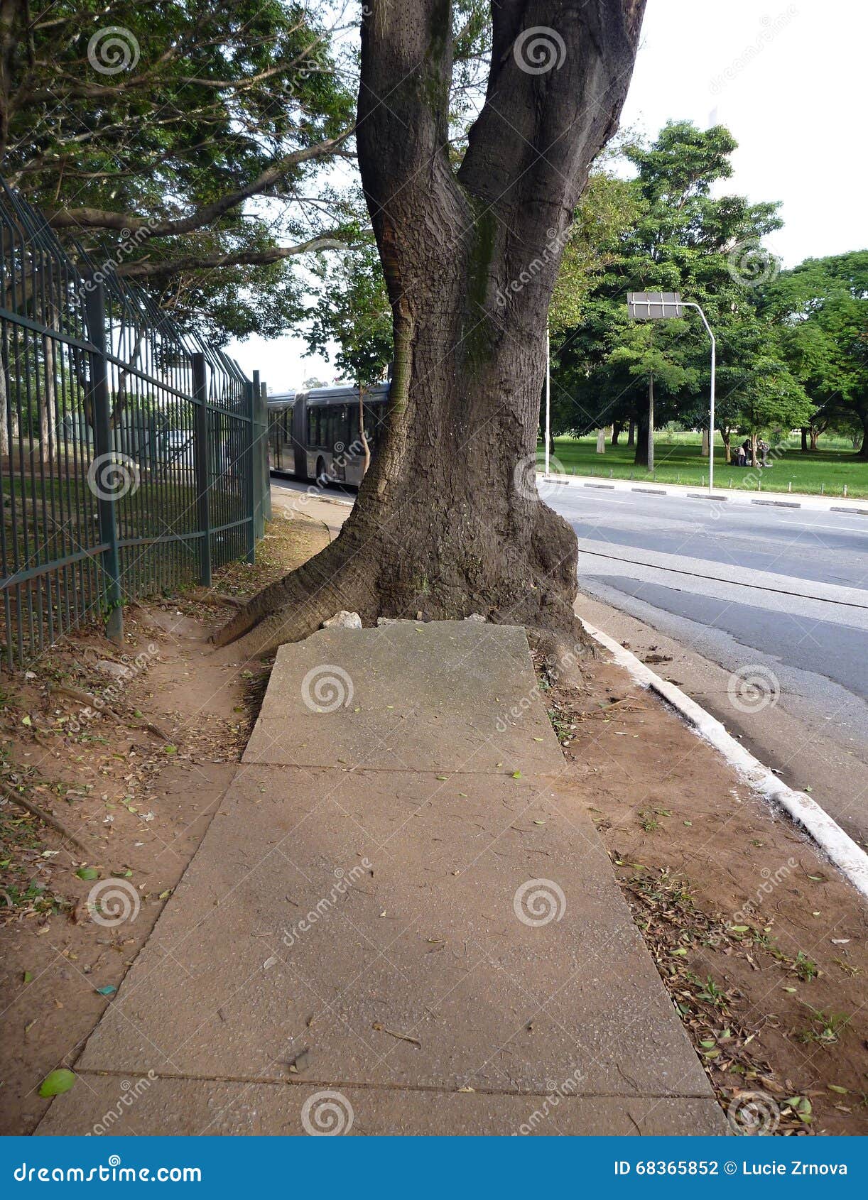 Big Tree Growing Out of Damaged Concrete Sidewalk Stock Photo - Image ...