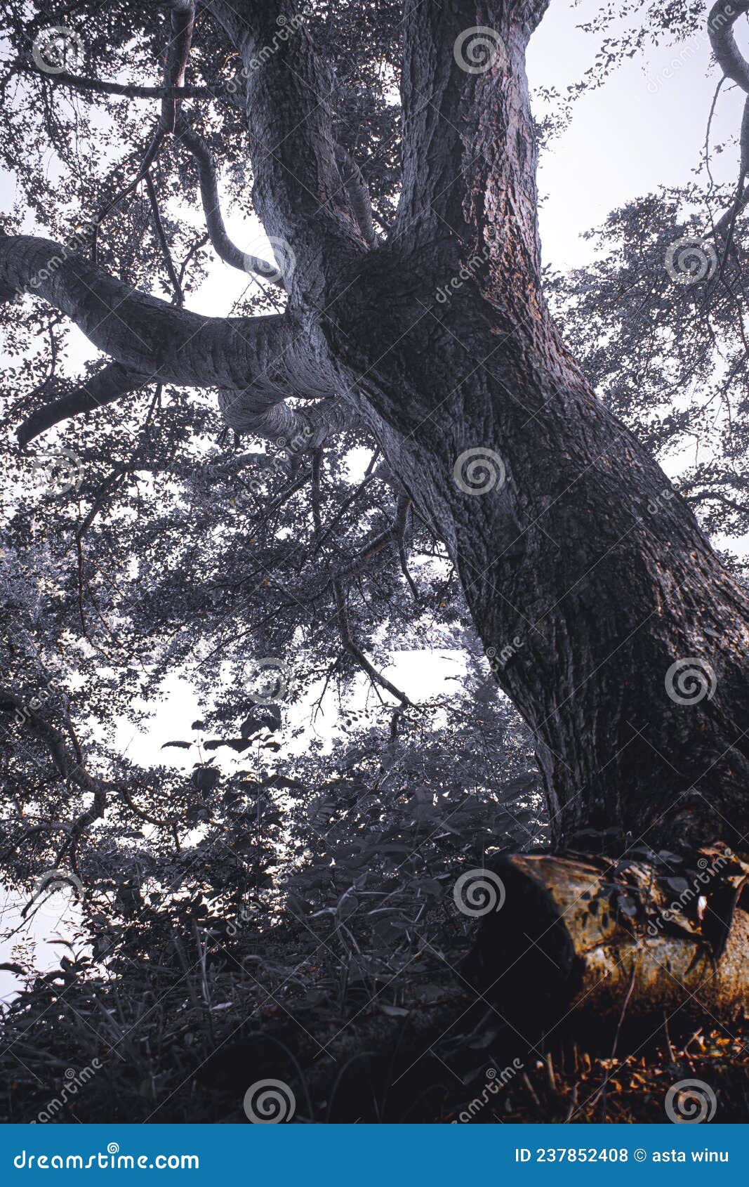 Big tree growing sideways stock photo. Image of tree - 237852408
