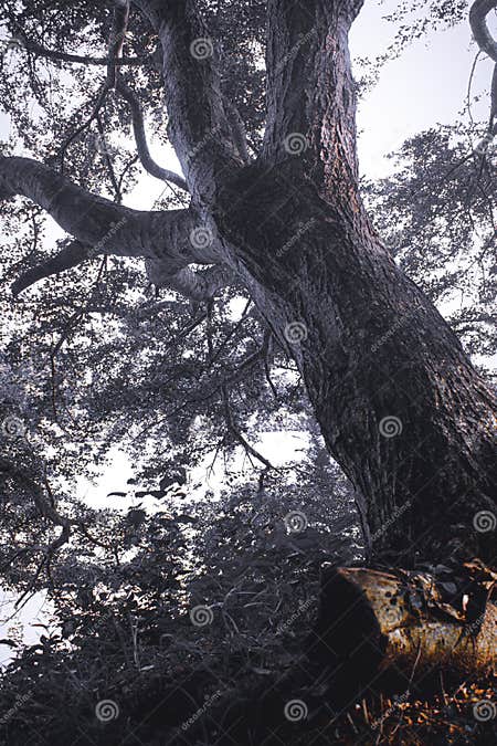 Big tree growing sideways stock photo. Image of tree - 237852408