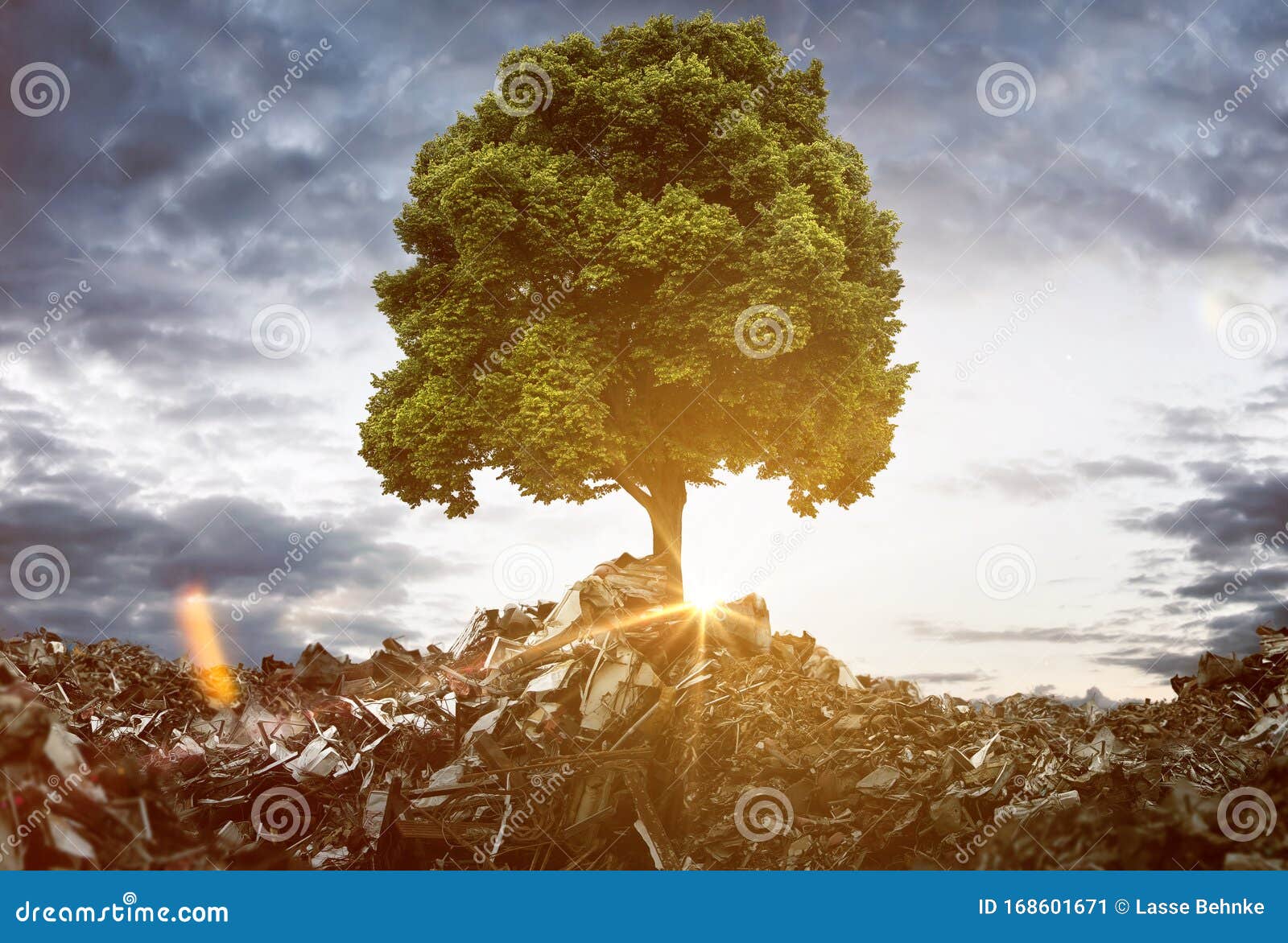 Tree Grows between Mountains of Trash Stock Image - Image of habitat ...