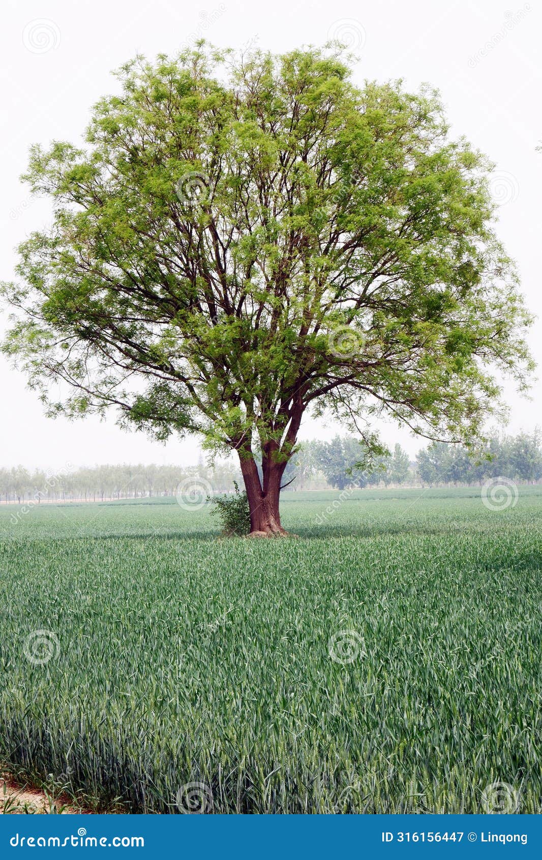A Big Tree Grows in the Wheat Field. Stock Image - Image of like ...
