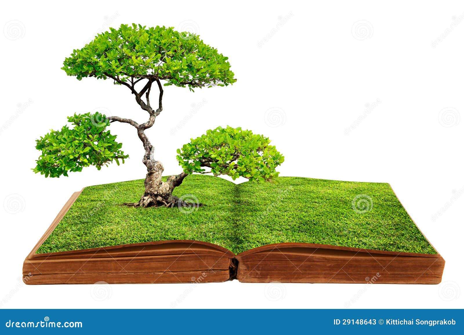 The Big Tree Growth from a Book Stock Image - Image of background ...