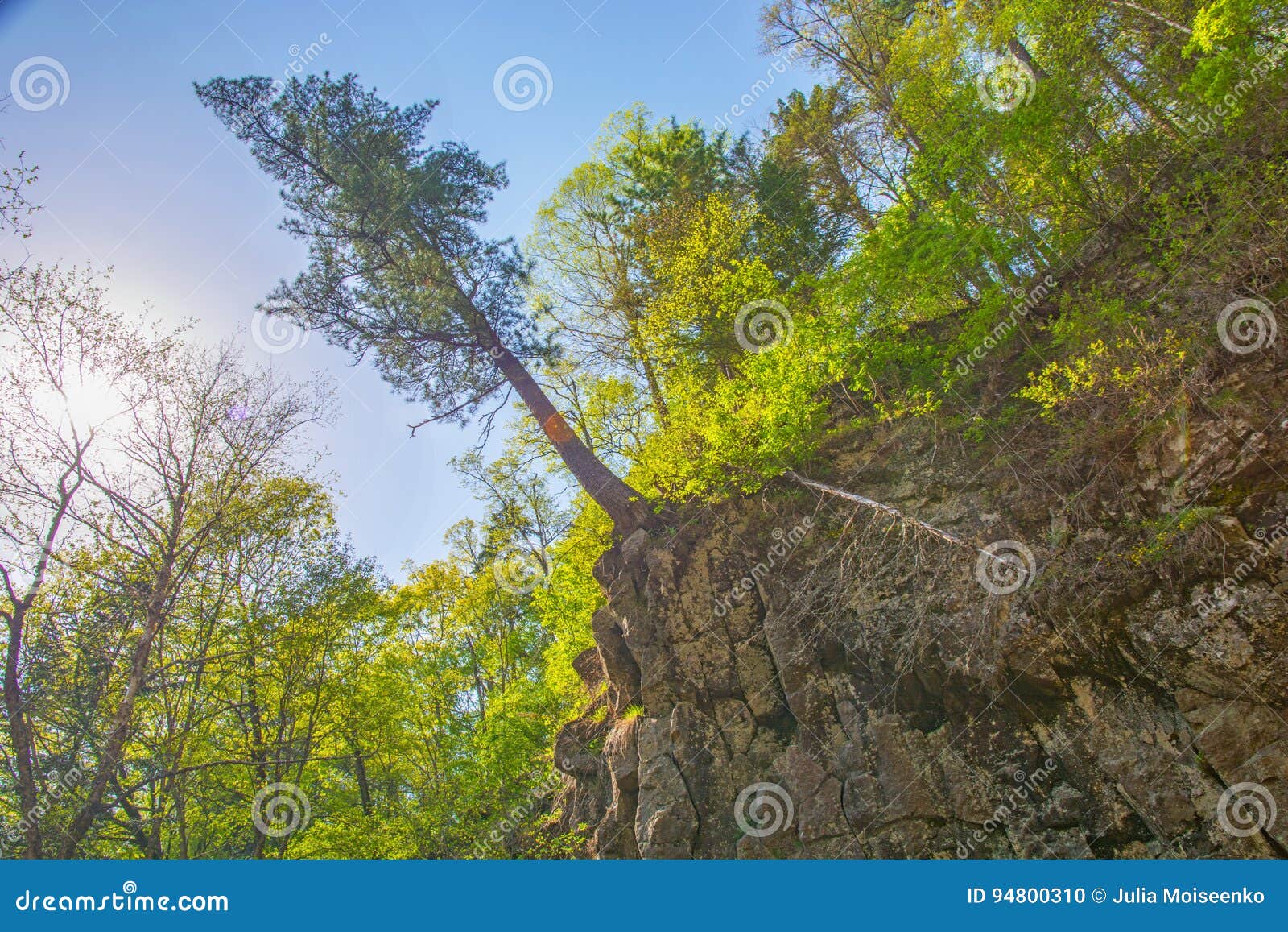 Big Tree Hanging on the Edge of the Cliff, Steep Rock and Edge Keeps ...