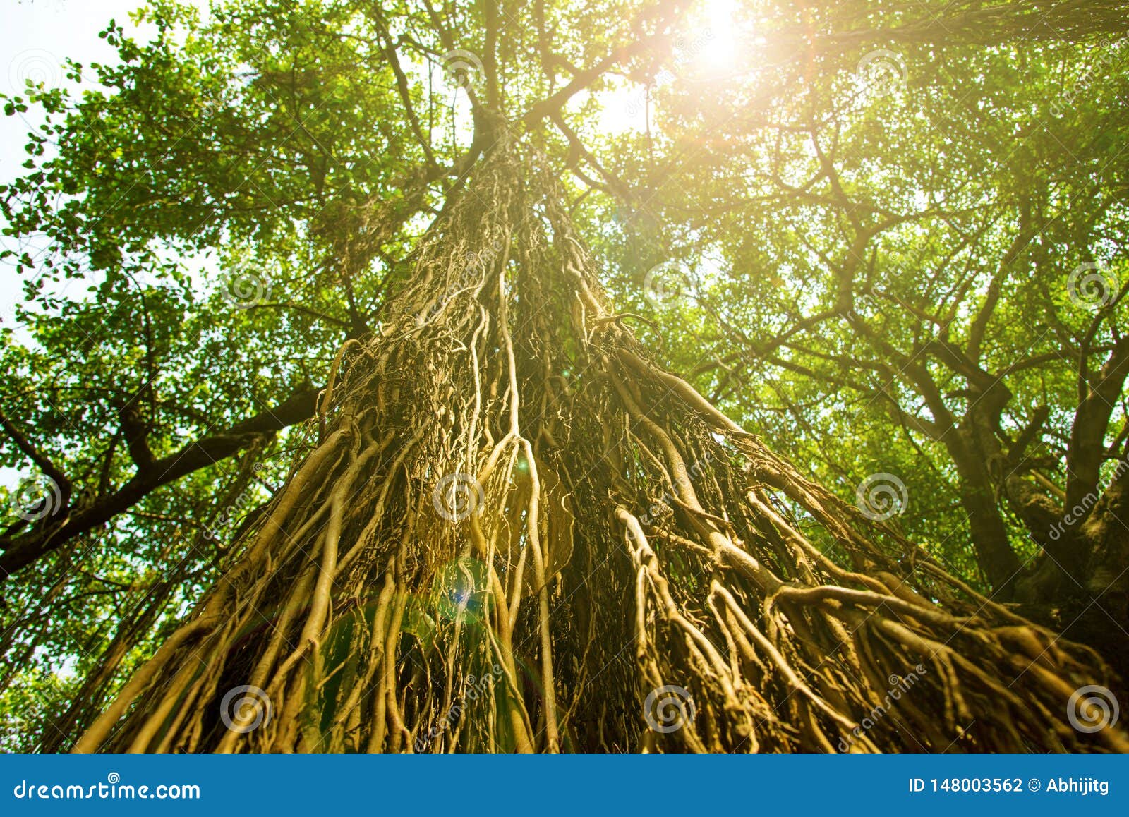 Big Tree with Hanging Prop Roots Stock Photo - Image of bright, aerial ...