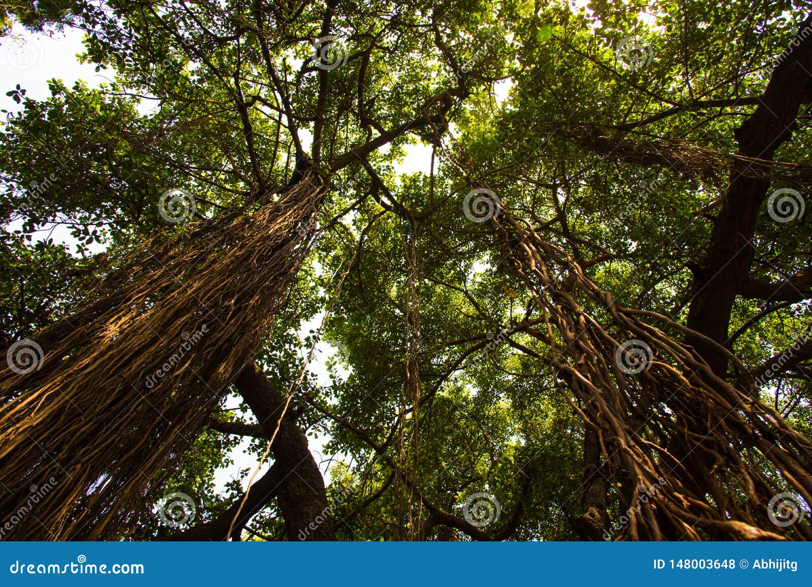 Big Tree with Hanging Prop Roots Stock Photo - Image of beauty, hanging ...