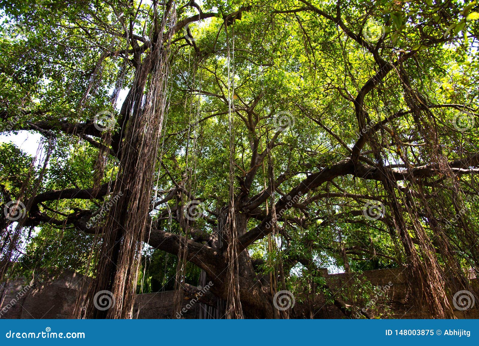 Big Tree with Hanging Prop Roots Stock Image - Image of abstract, ficus ...