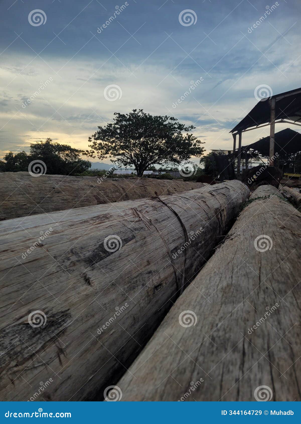 Big Tree that Has Been Cut Down Stock Image - Image of road, nature ...