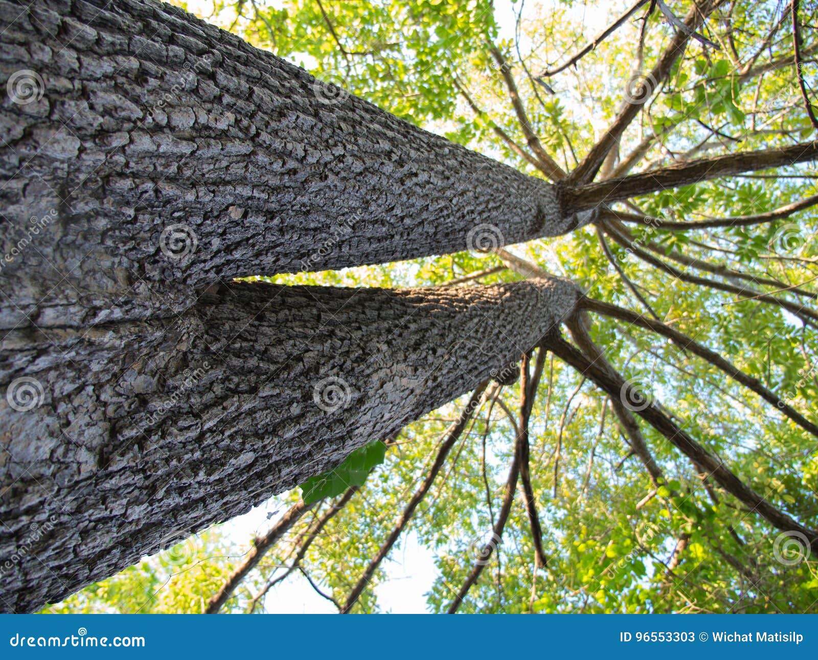 The Big Tree Has Many Branches Stock Image - Image of environment ...