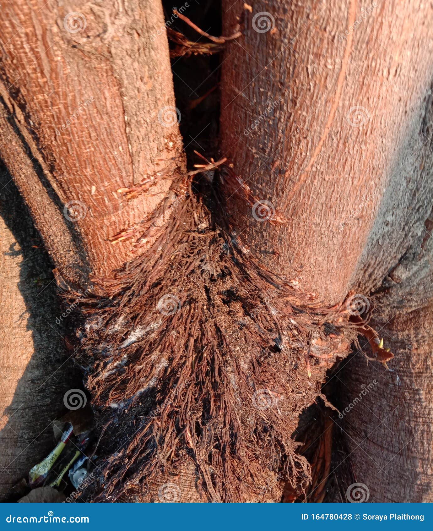 Big Tree Has a Strange Shape, Growing Branches, Branching with a ...